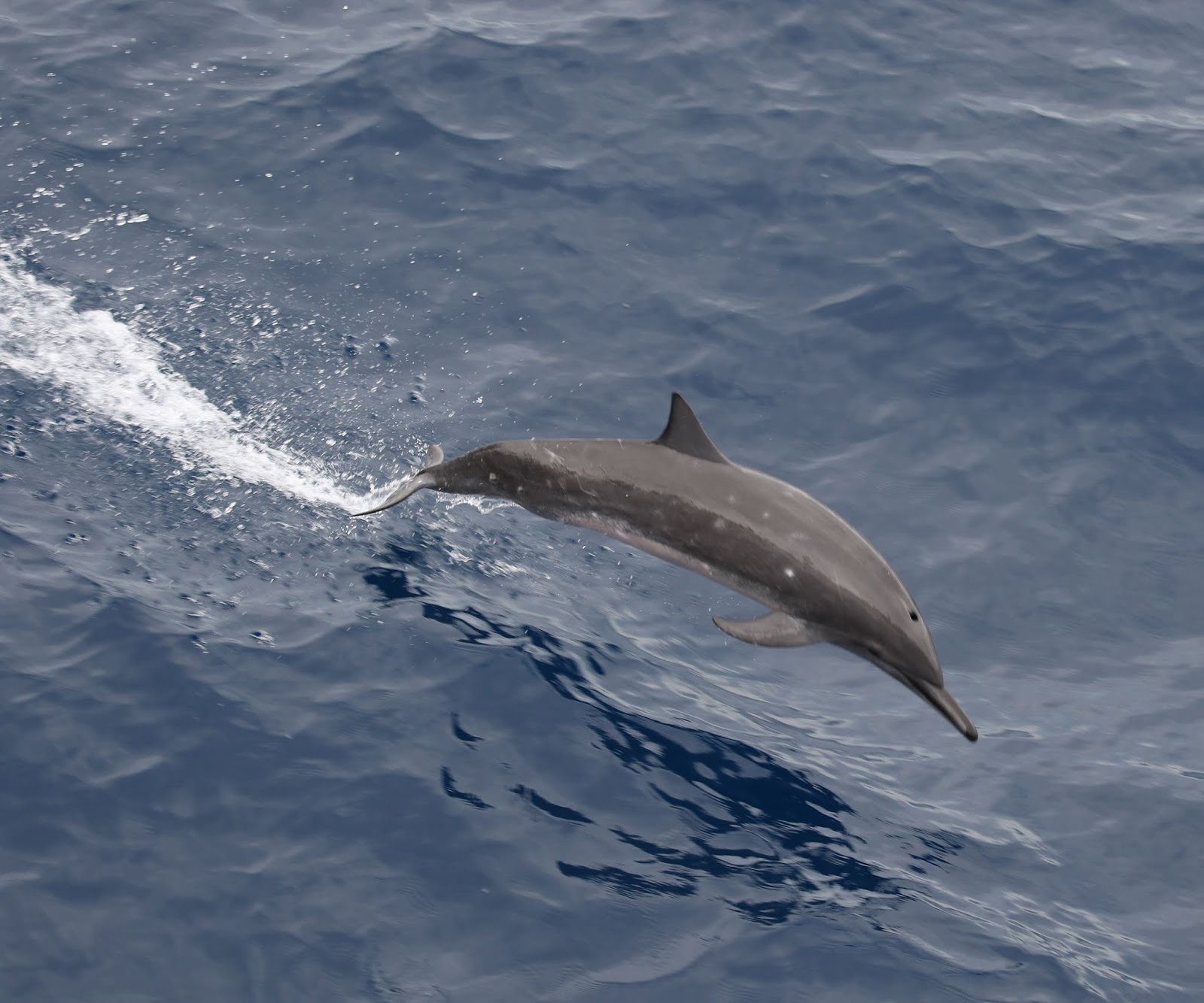 Birding Poole Harbour & Beyond: 27 Apr 18 - Atlantic Odyssey - Day ...
