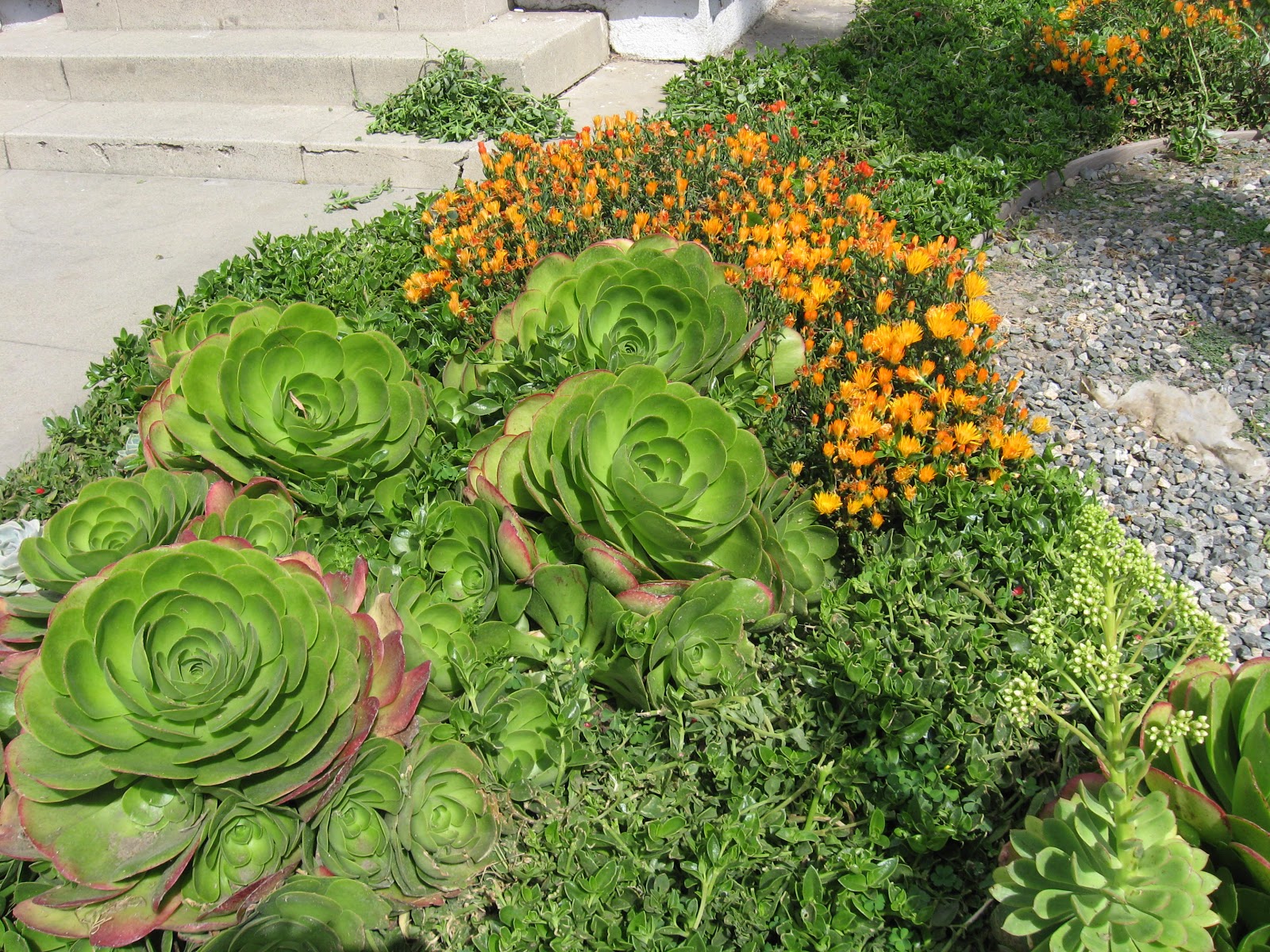 japochine: Succulent Garden