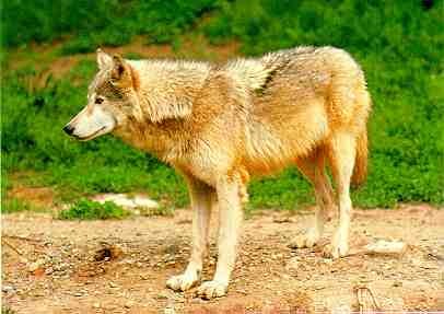 Blog di Clò: IL LUPO