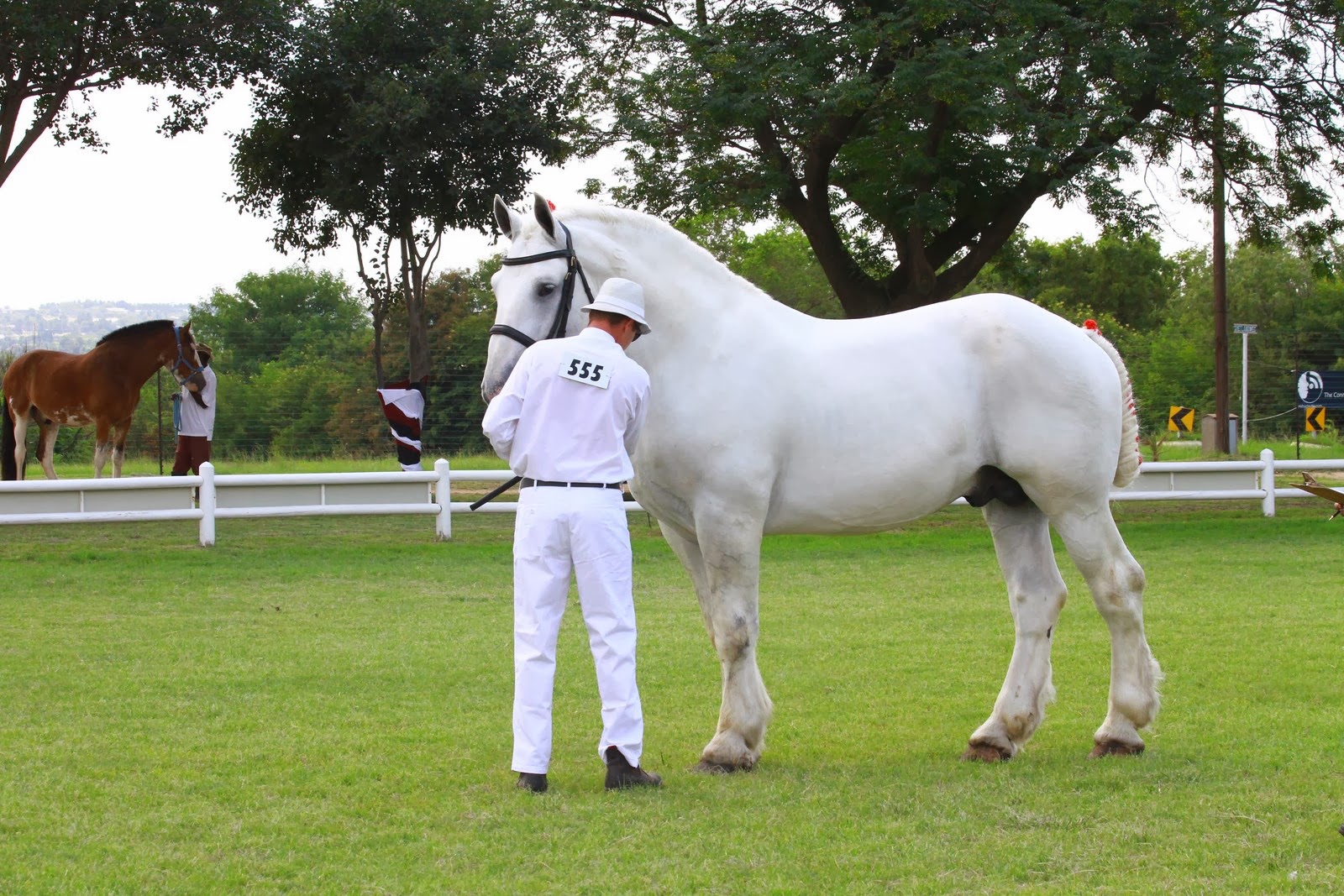 Summerwind Percheron: Stallions ~ Percheron SA National Championship ...