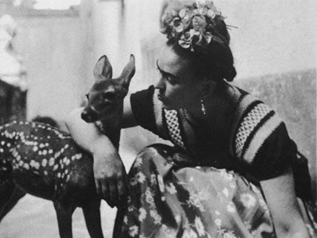 NUNCAJAMAS COCKER: LAS MASCOTAS DE FRIDA