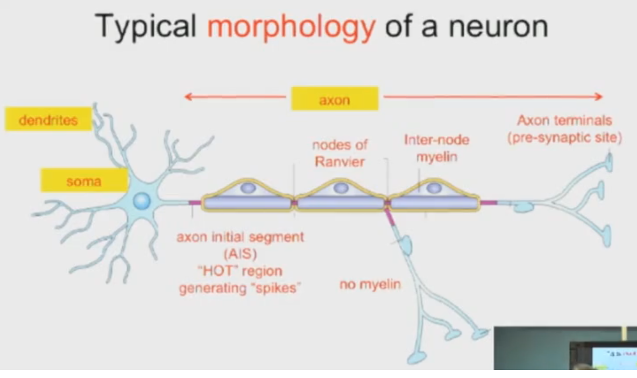 A learner's notebook.: Neuron: Axon, Dendrite, and Synapse