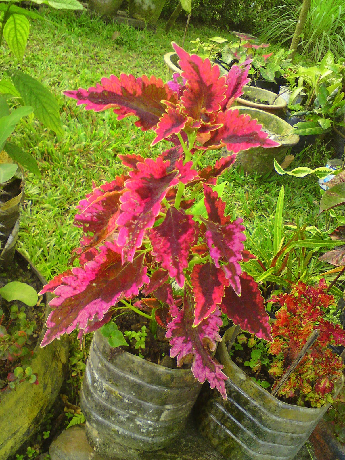 Tentang Laura Azura Zainal: Rumah saya yang hijau...