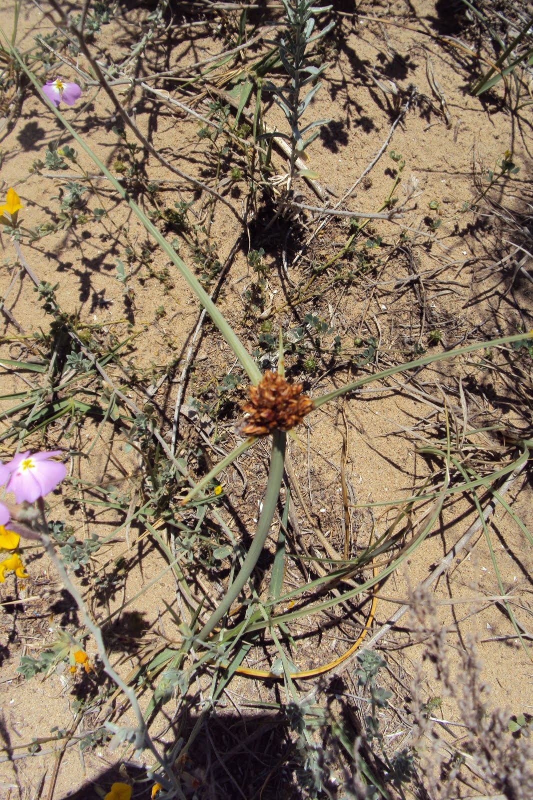 Taxonomia Plantae no Magnoliopsida: Phylum Tracheophyta Clase ...
