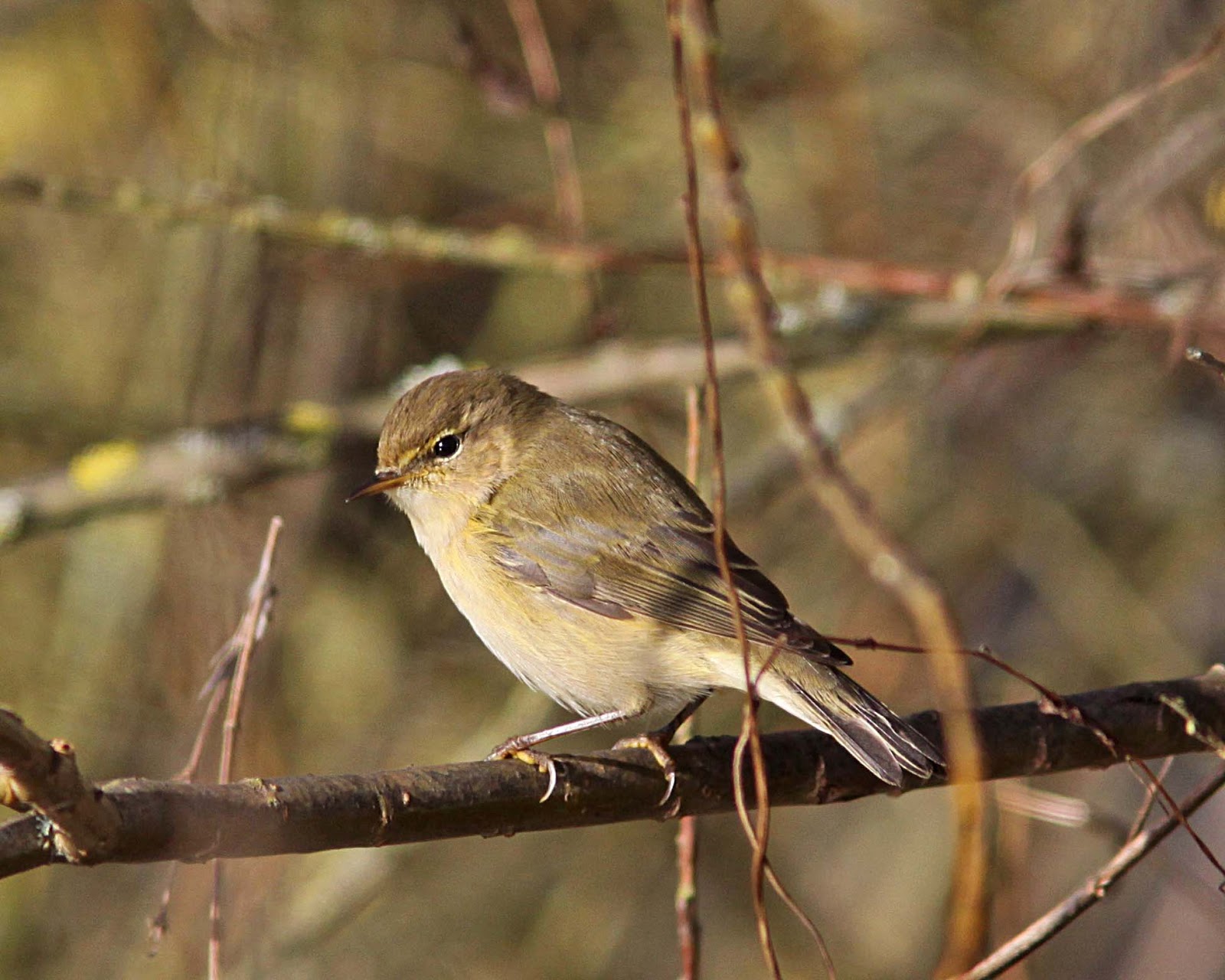 Northamptonshire Birding: Chiffchaffs