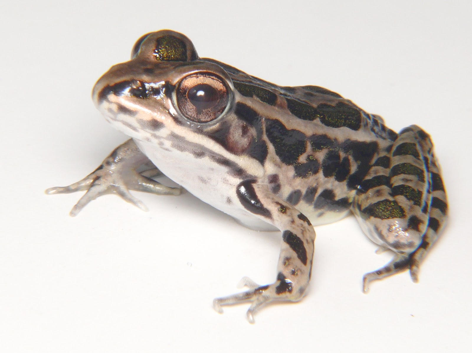 Monmouth County Park System: Frogs in the Parks