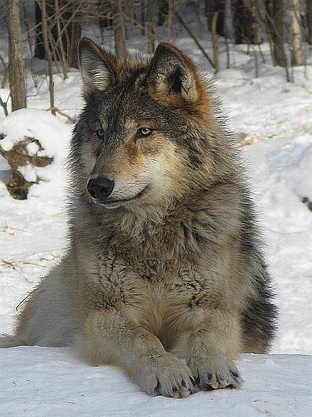 White Wolf : Tribal Council declares White Earth Reservation a wolf ...