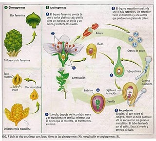 Cuaderno de Ciencias Naturales: mayo 2011