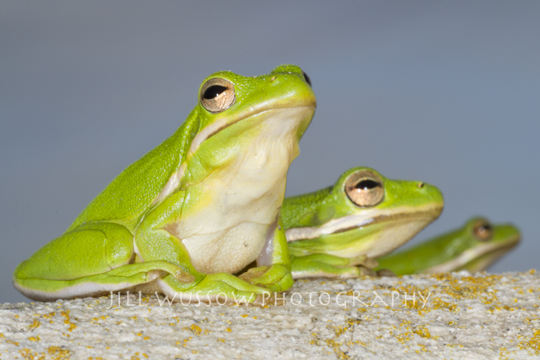 Froggers | Focusing on Wildlife