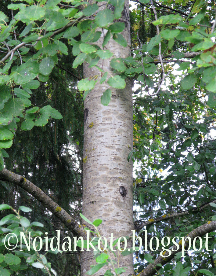 Noidankoto; Valkosipulia ja Salviaa: Haapa (Populus Tremula)