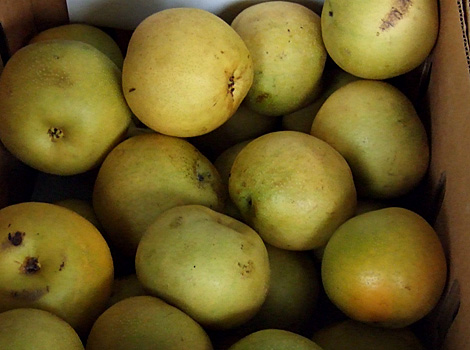 Temperate Climate Permaculture: Asian Pear Varieties... just a sampling