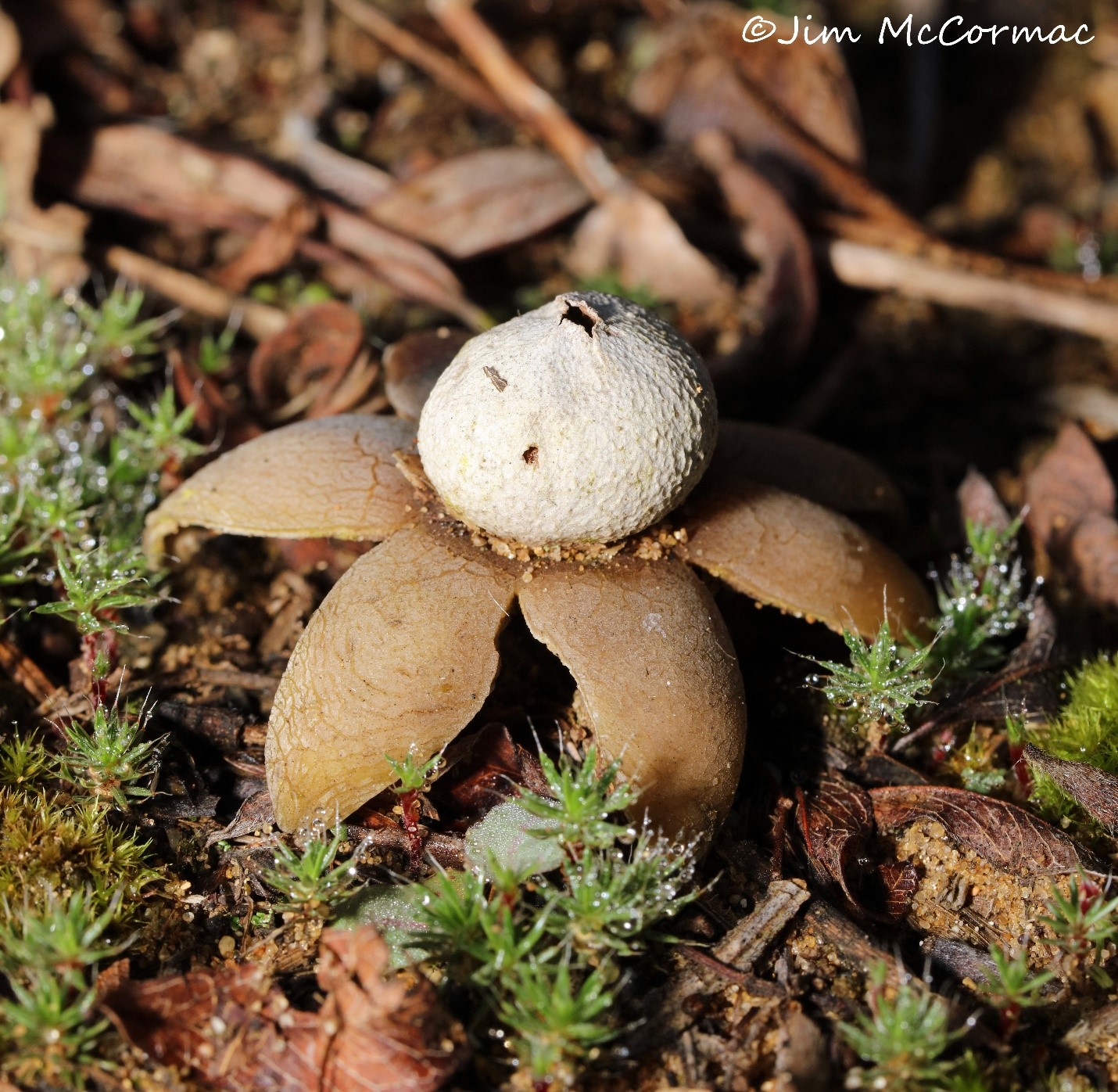Ohio Birds and Biodiversity: Earthstar fungus