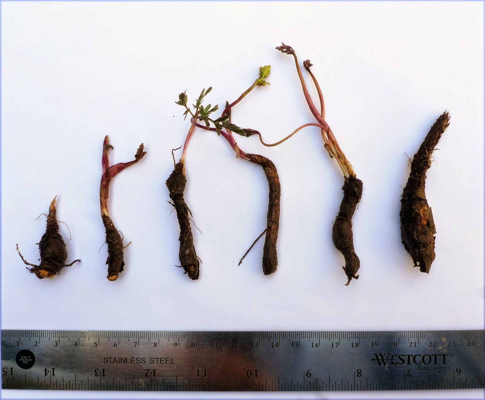 Wild Harvests: Bitterroot Mts live up to their name.