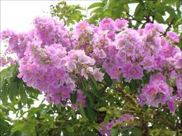 "OMKAR DHAM": জারুল