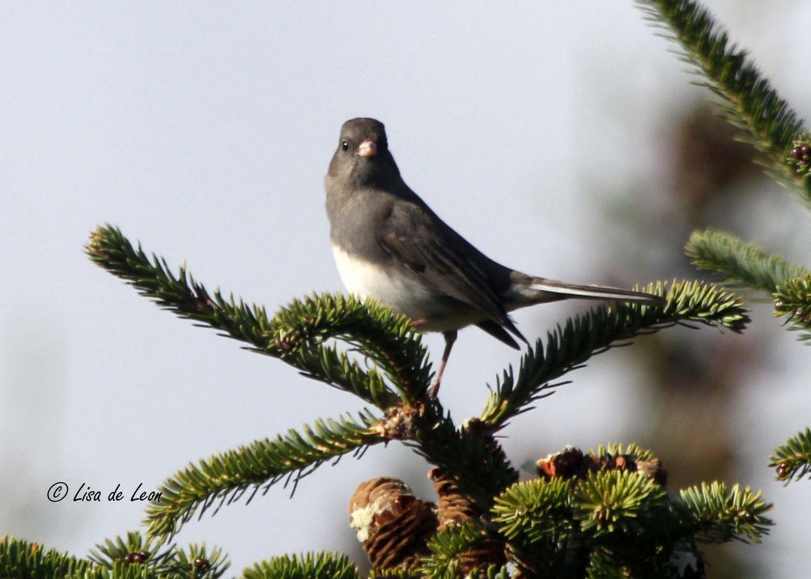 Birding with Lisa de Leon: Snow Birds