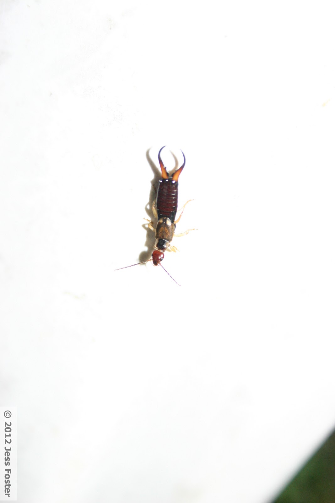 Sluggin' Along: Earwig Look-alike