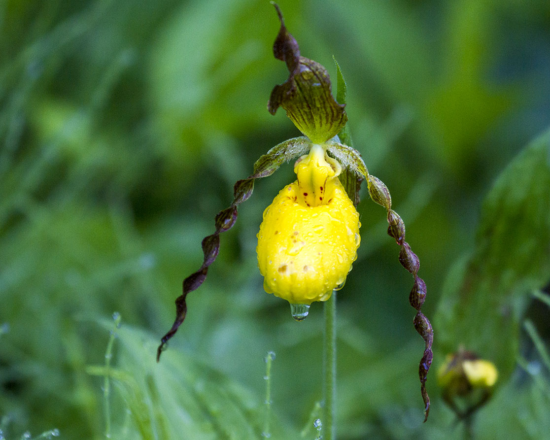 SPEED OF A PLANT: Wisconsin Orchids 2017