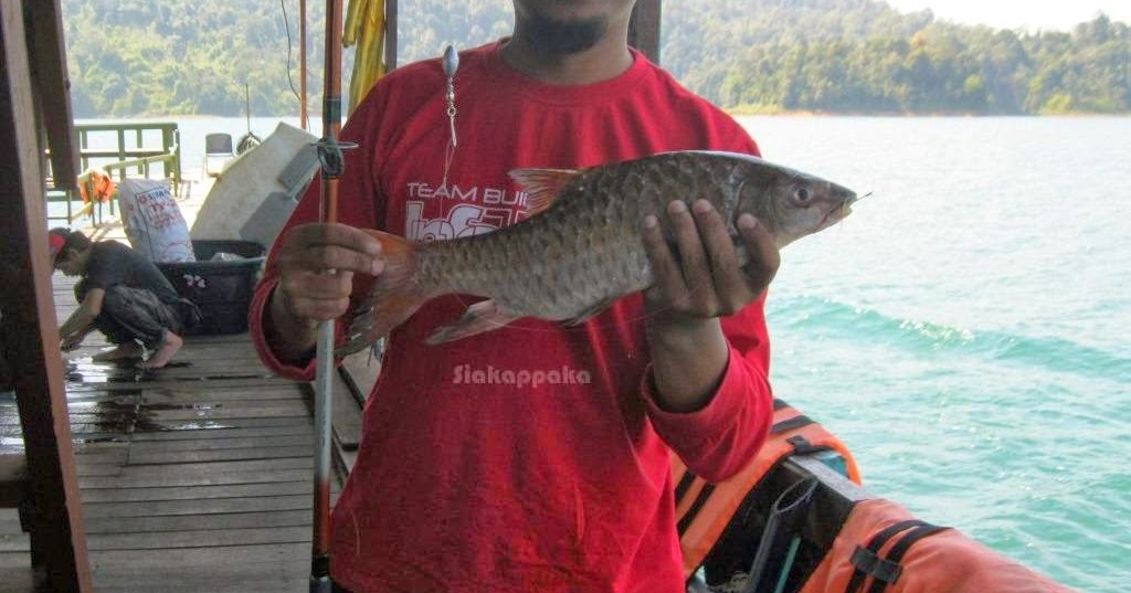 Kelah - King of the River | Siakappaka