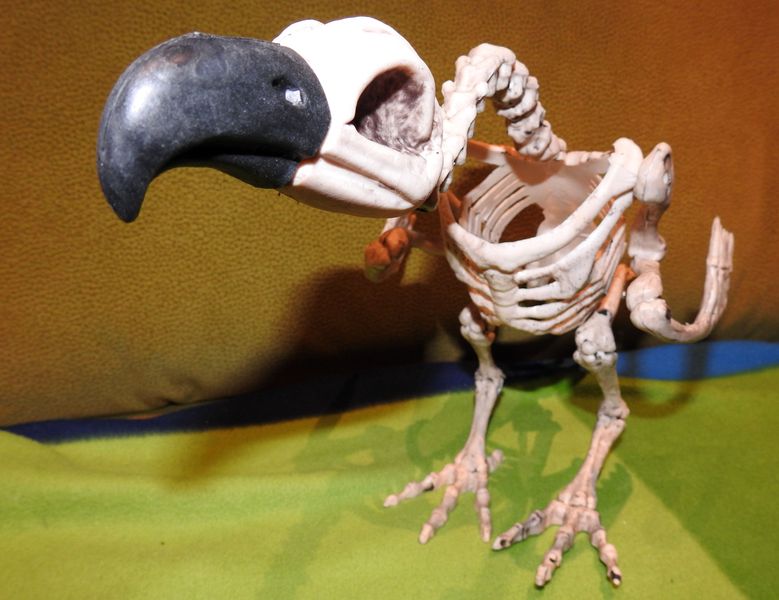 Faszination Geier: The Unfeathered Bird - Katrina van Grouw