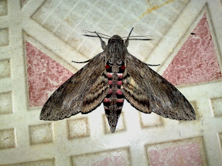 MAURITIUS ISLAND - Ile Maurice: Strange, Famous Flies and Bugs