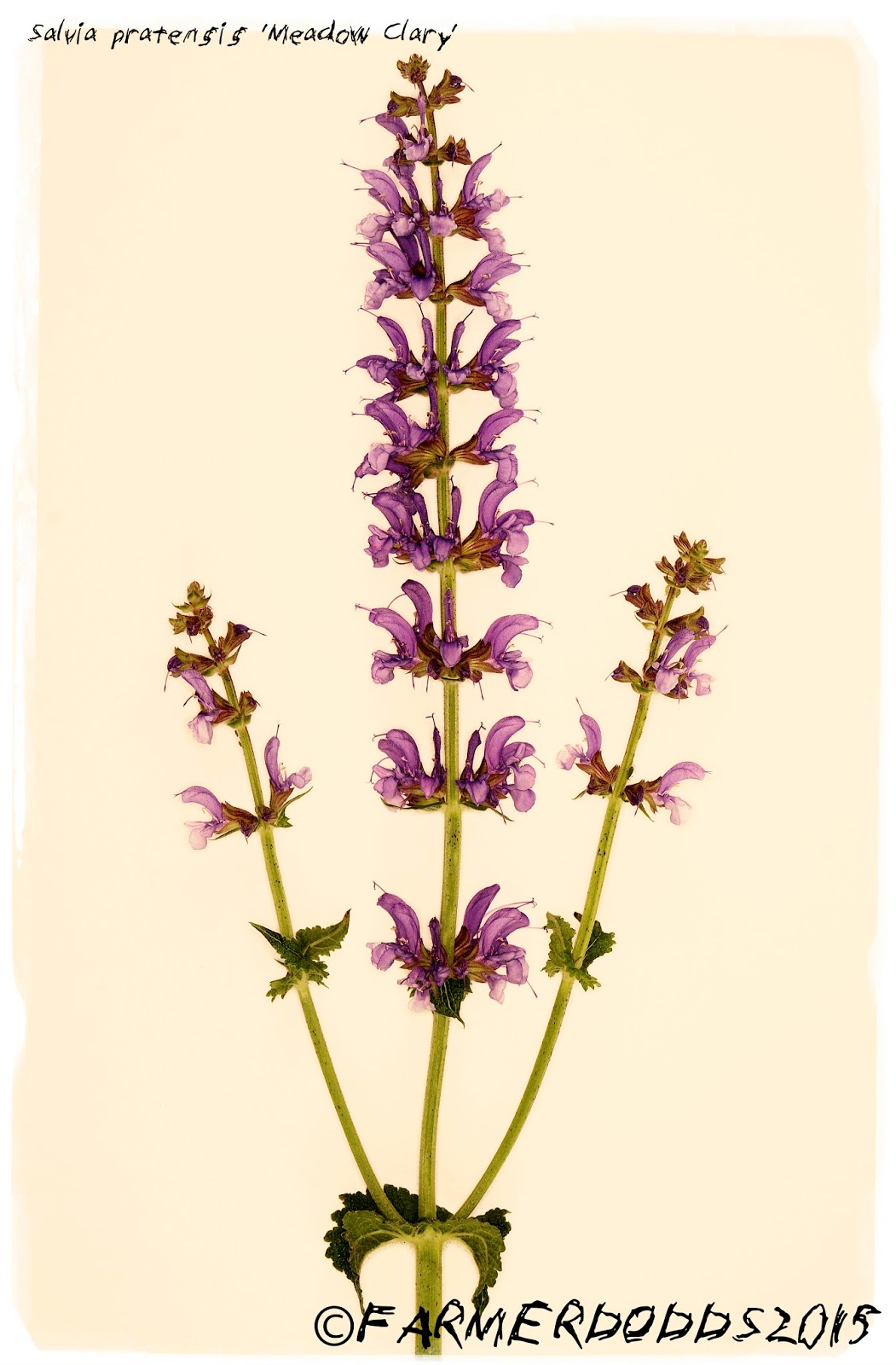 NATIVE BRITISH HERBS: S