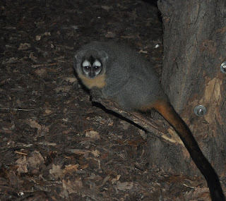 ZOOTOGRAFIANDO (6.100 ANIMALS): MONO DE NOCHE DE AZARA / AZARA´S NIGHT ...