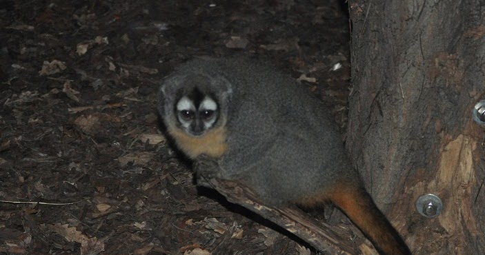 ZOOTOGRAFIANDO (6.100 ANIMALS): MONO DE NOCHE DE AZARA / AZARA´S NIGHT ...