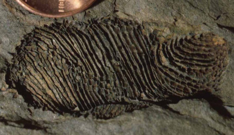 Echinodermata ~ Dunia Hewan