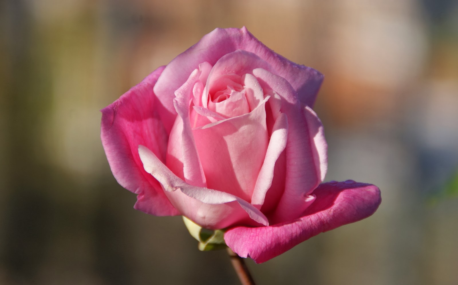 Organic Garden Dreams: October Roses