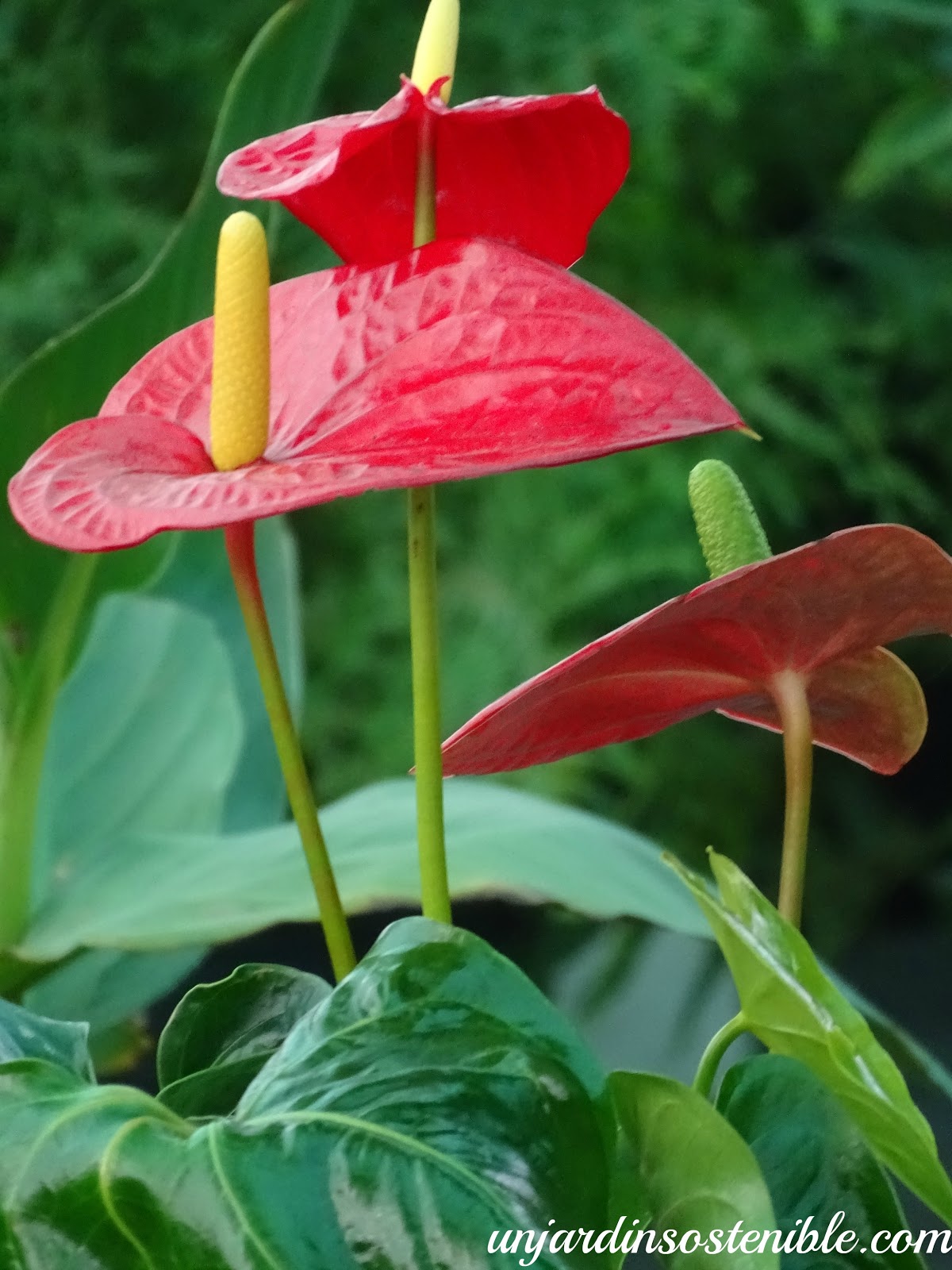 Anthurium (Anturio)