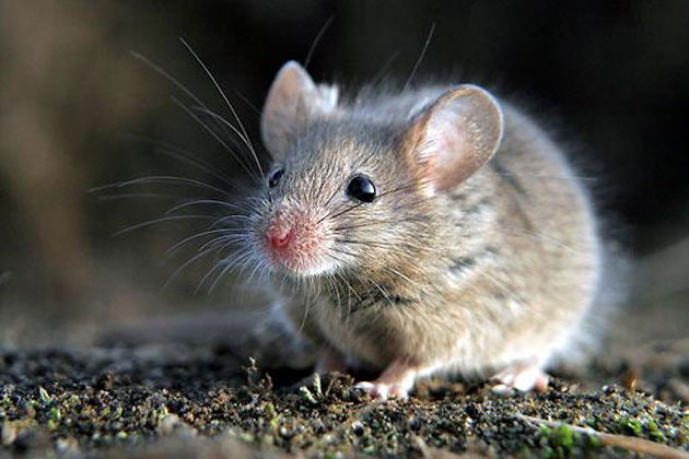 BioTec : Los ratones que desafiaron a Mendel