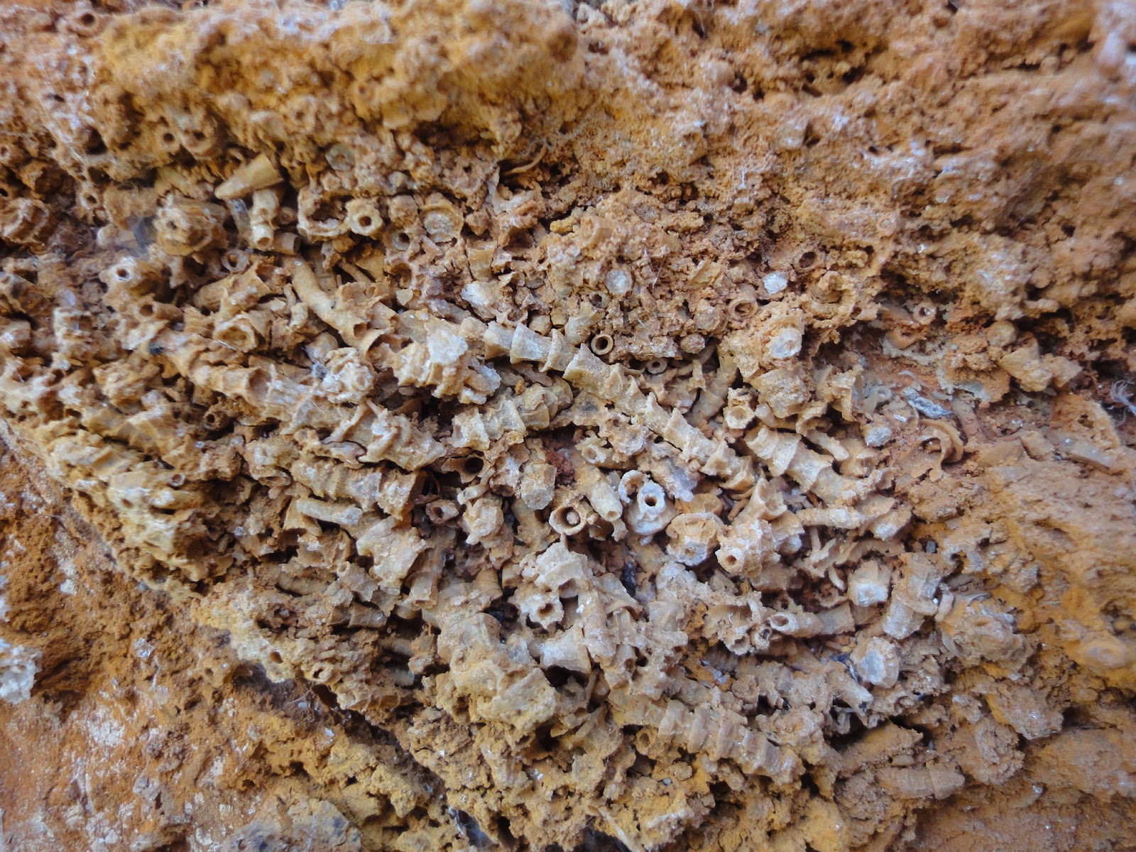 AGEx (Asociación Geológica de Extremadura): Las fosforitas del ...