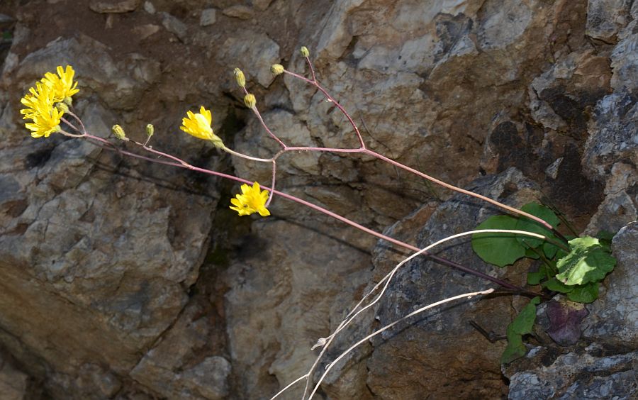 Hellenic Nature: Crepis sp