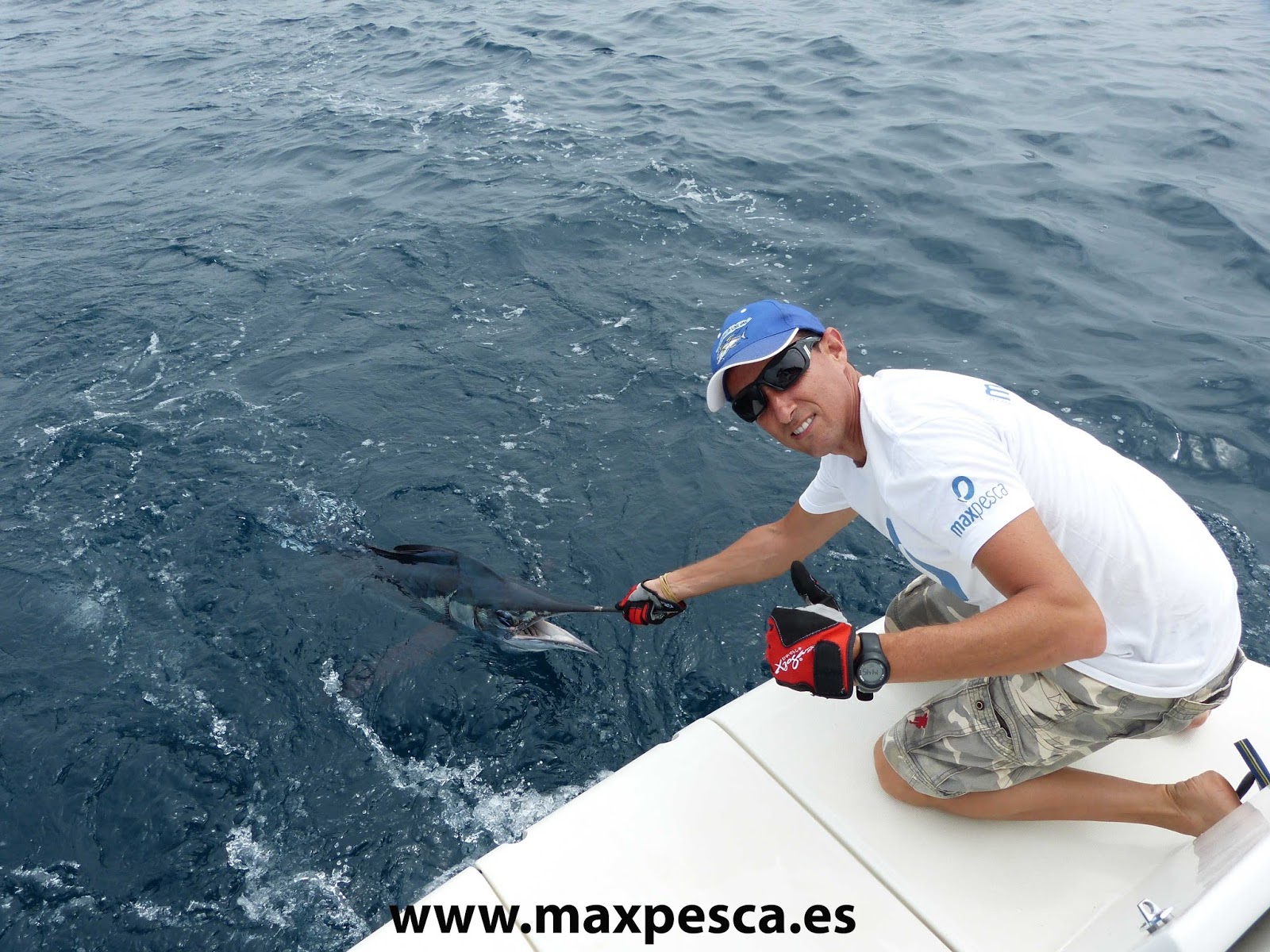PESCA CINTINA: Captura y suelta de marlin blanco