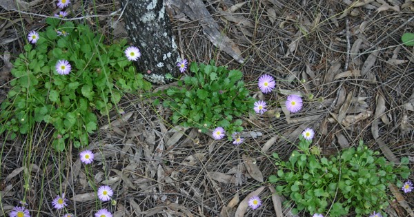 Toowoomba Plants: Forest Daisy