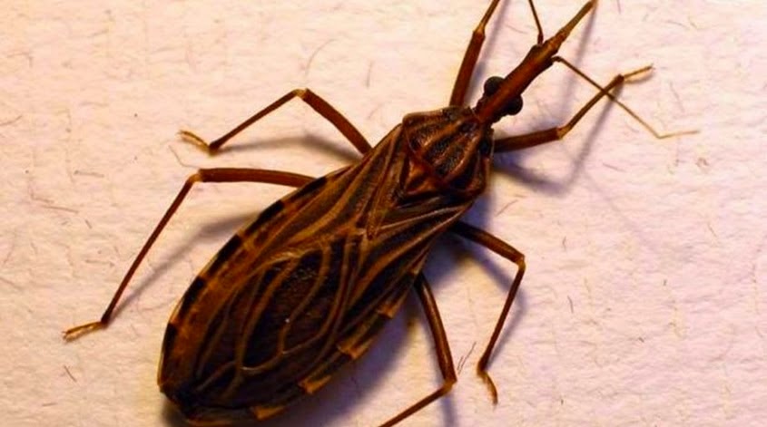 ΤΑ ΜΑΘΑΤΕ ΠΑΙΔΙΑ; ΒΓΗΚΕ ΤΟ CHAGAS... ΚΑΙ ΘΑ ΞΕΧΑΣΤΕΙ Ο EMBOLA ...