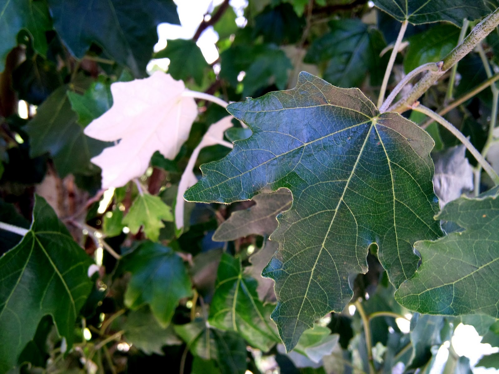 Árboles con alma: Álamo.Àlber. (Populus alba)