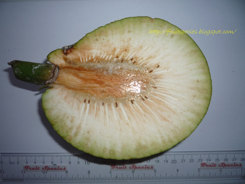 Fruit Species: BREADFRUIT