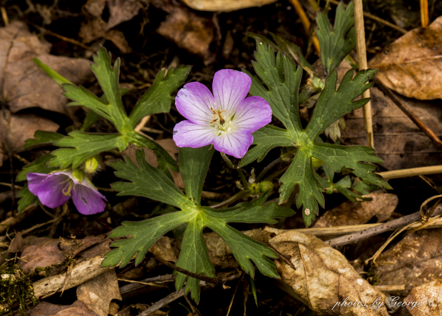 "What's Blooming Now" : Wild Geranium (Geranium maculatum)