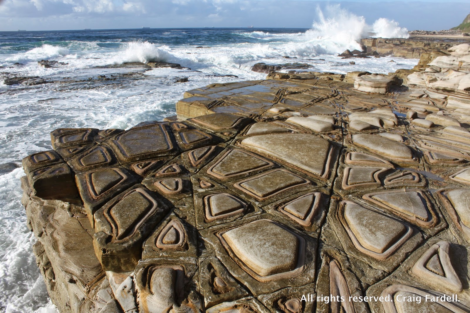 awildland: A freak of nature - Awabakal Nature Reserve, Newcastle