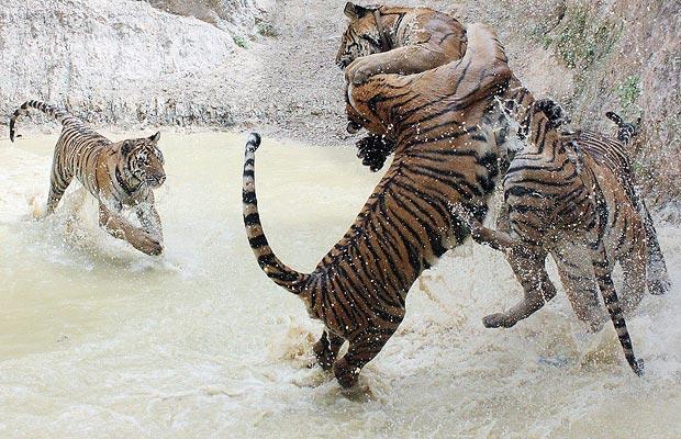 Encyclopedia: Tiger Hunting
