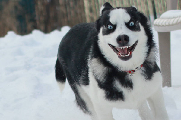 White Wolf : Huskies Go Crazy: 17 Funny Husky Pictures That Will Put A ...