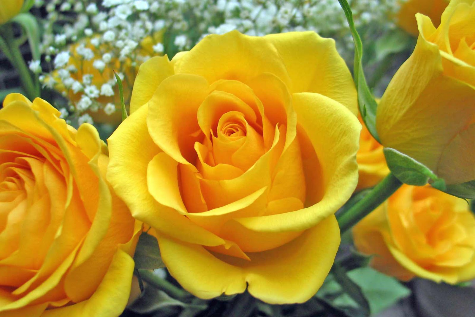 yellow rose pictures |Rose Wallpapers