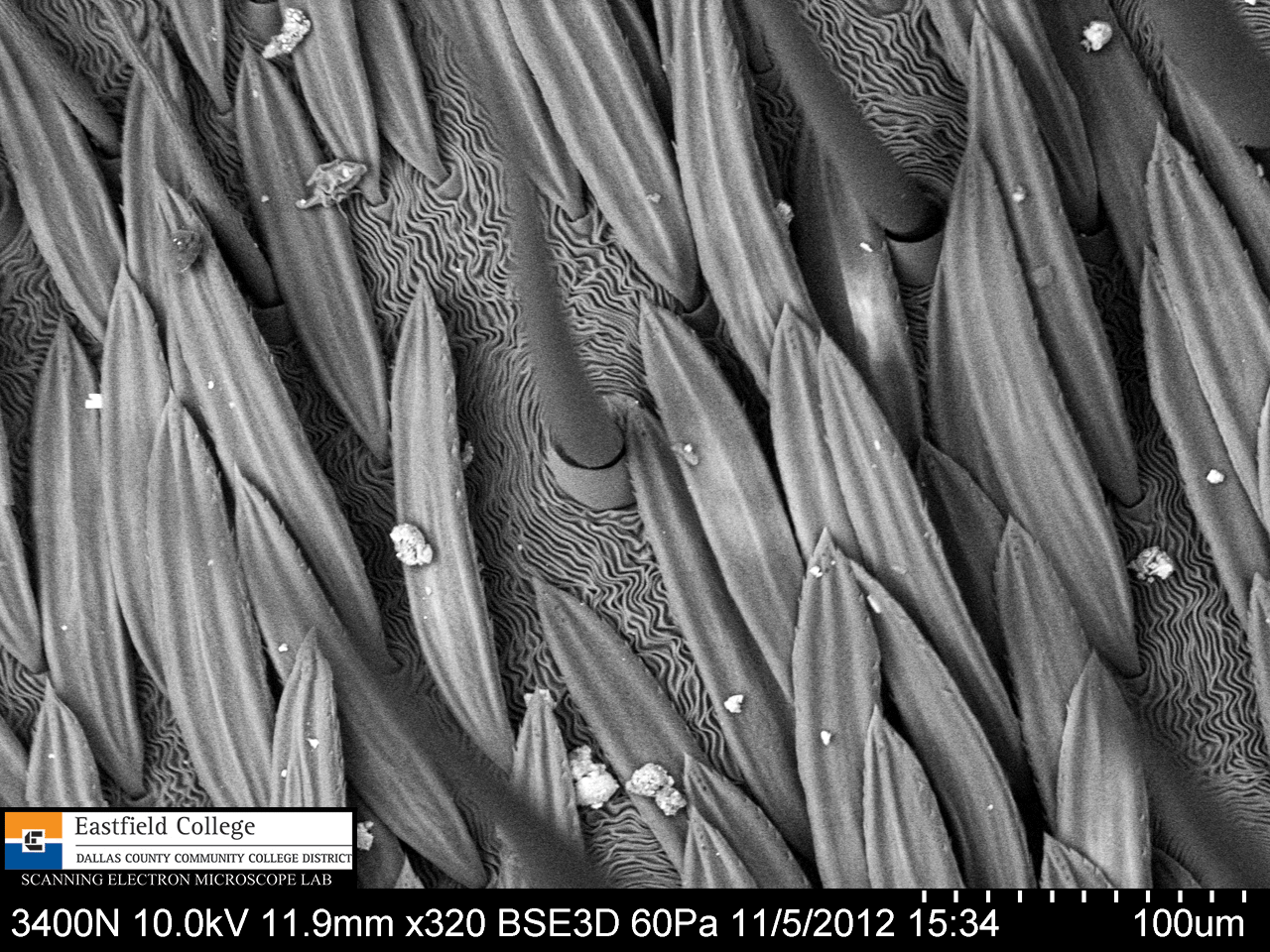 Scanning Electron Microscope Blog: A Jumping Spider