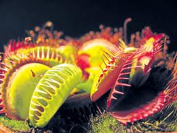 SERONOKNYA SAINS: POKOK VENUS FLYTRAP