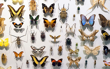 The Presurfer: The Montreal Insectarium