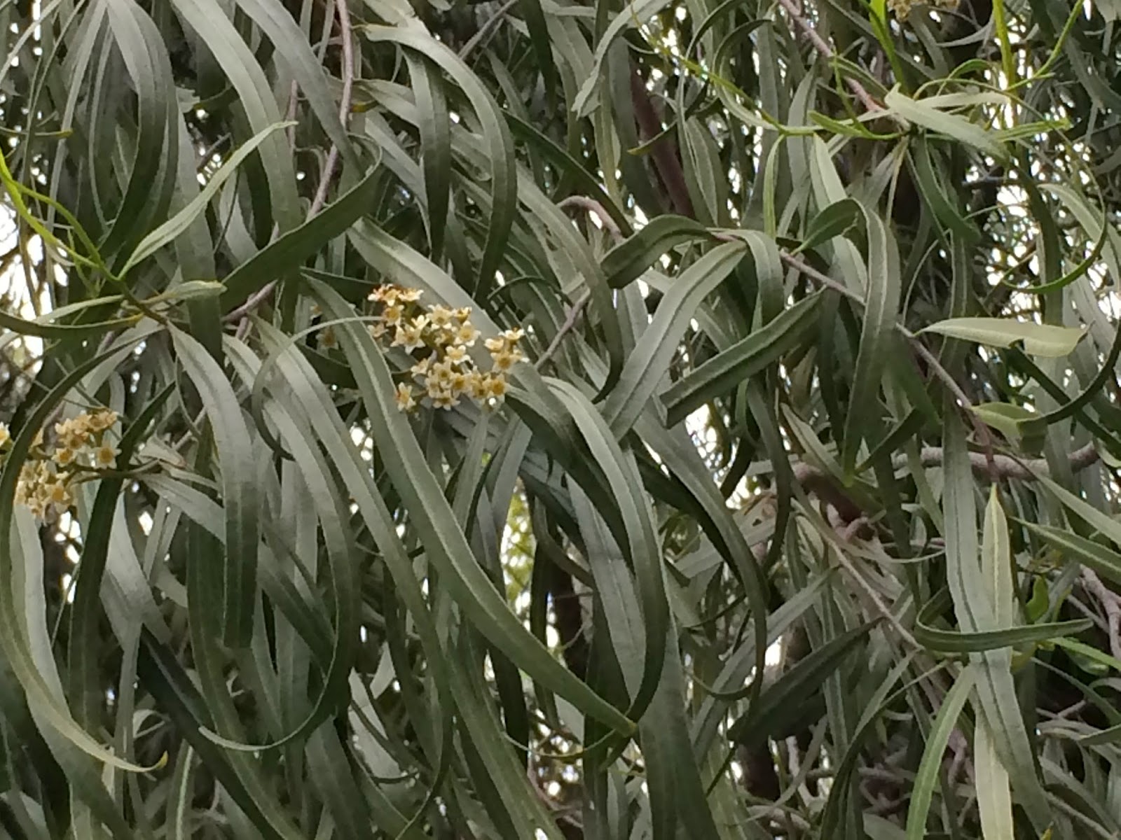 Trees of Santa Cruz County: Geijera parviflora - Australian Willow