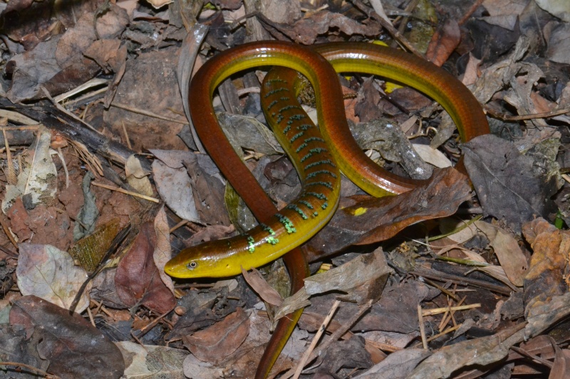 Biology of Animals: Ophisaurus gracilis (glass lizard)
