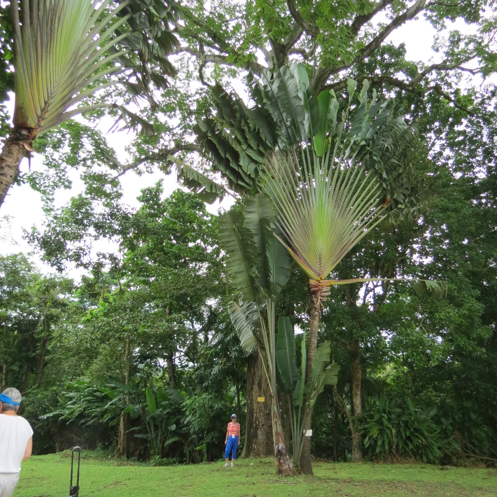 Panama Palm Tree Trees