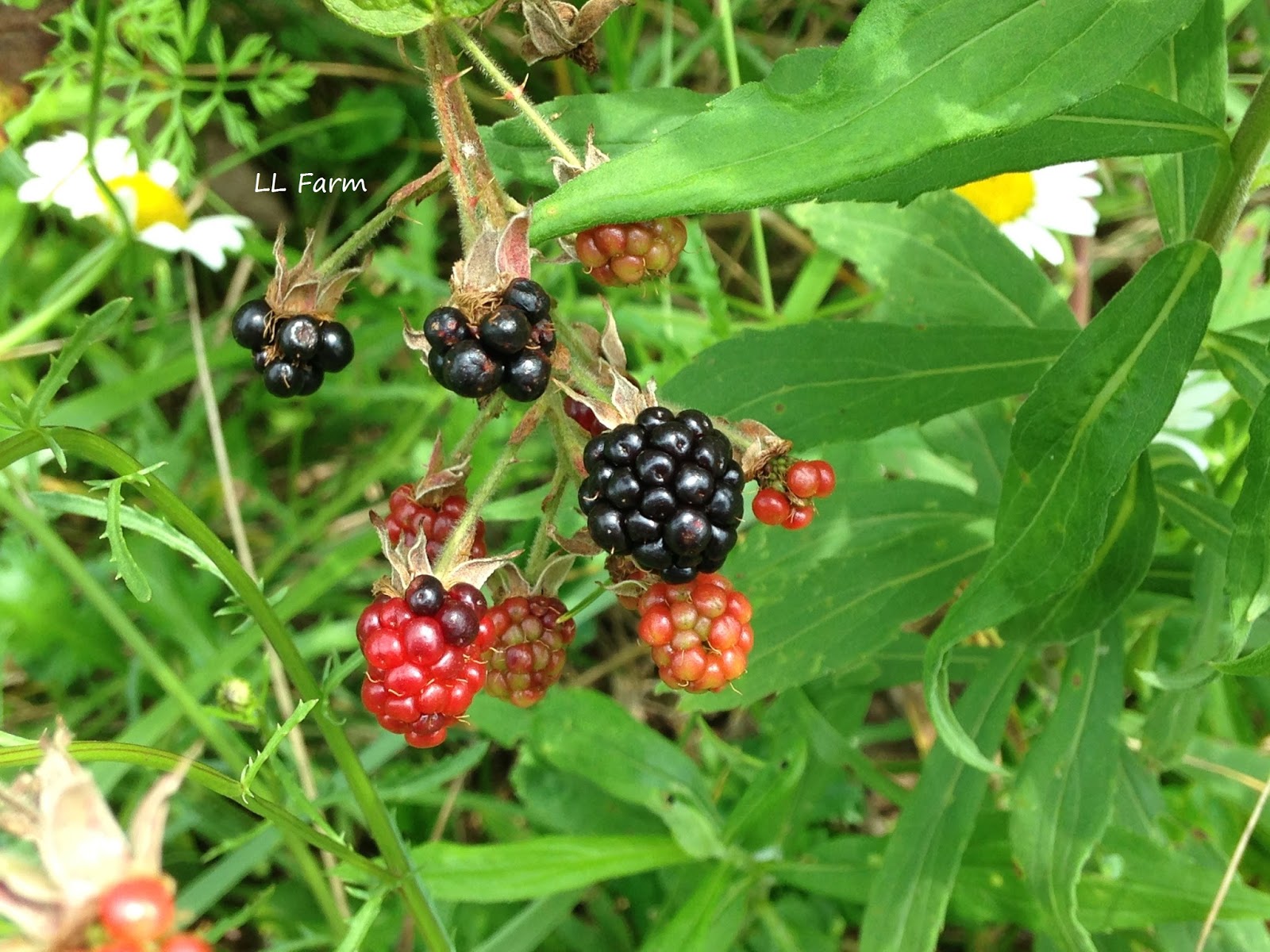 LL Farm: Wild Blackberries